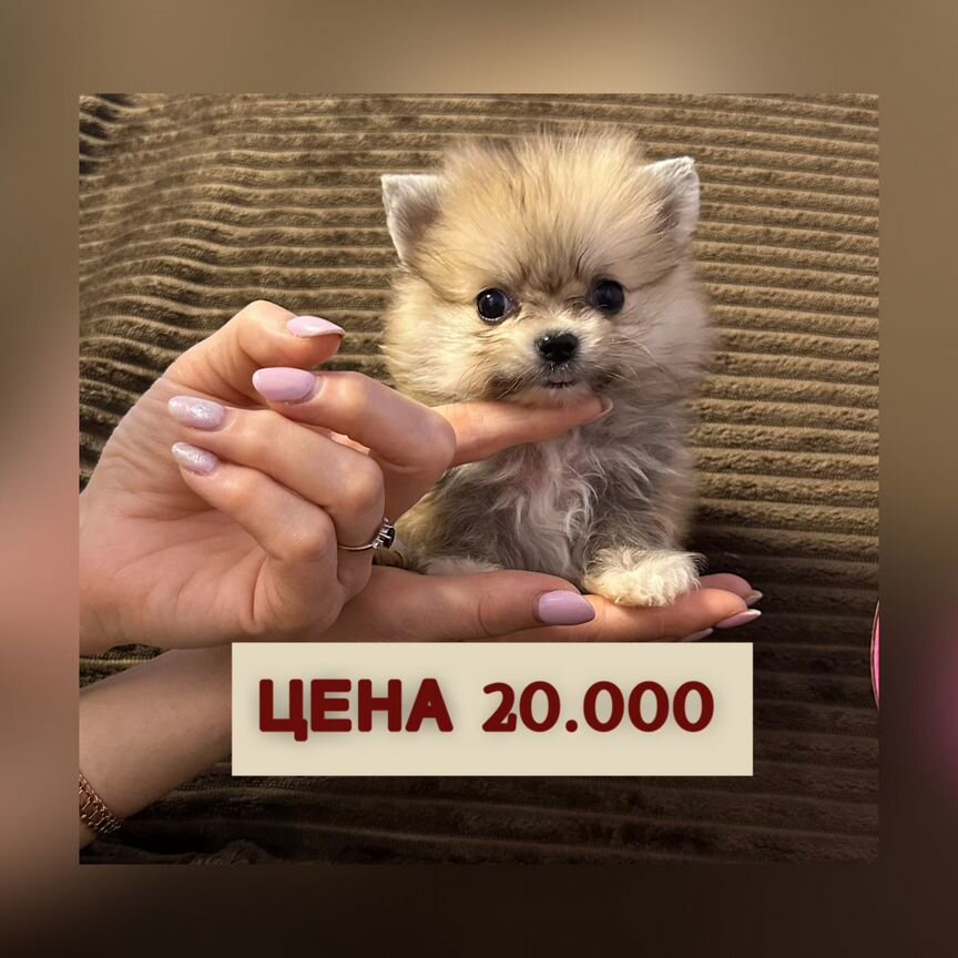 Померанский шпиц, щенок