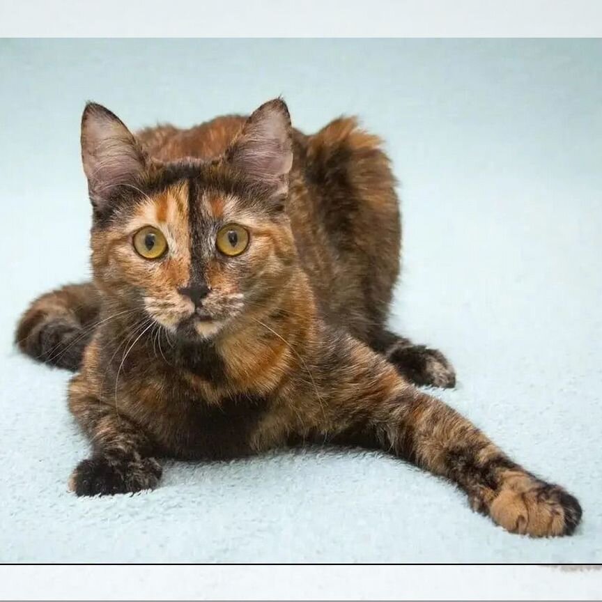 Взрослая, кошка в добрые руки