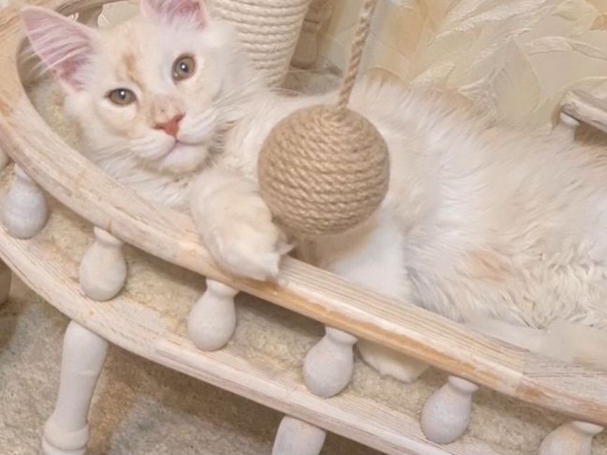 Котенок мейнкун, светлое серебро