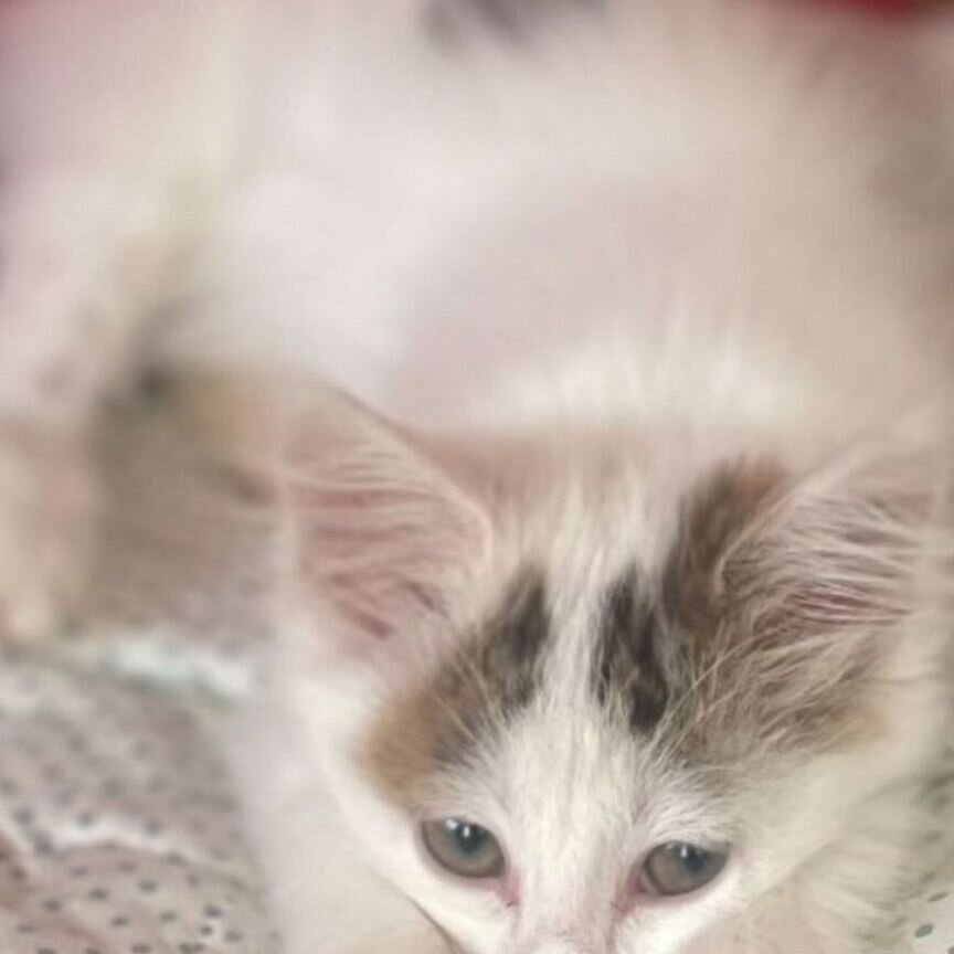 Пушистый котёнок, мальчик, в добрые ручки