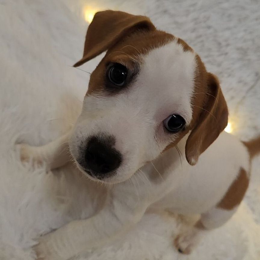 Джек-рассел-терьер, щенок