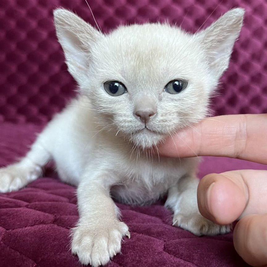 Бурманские котята бурма лиловая