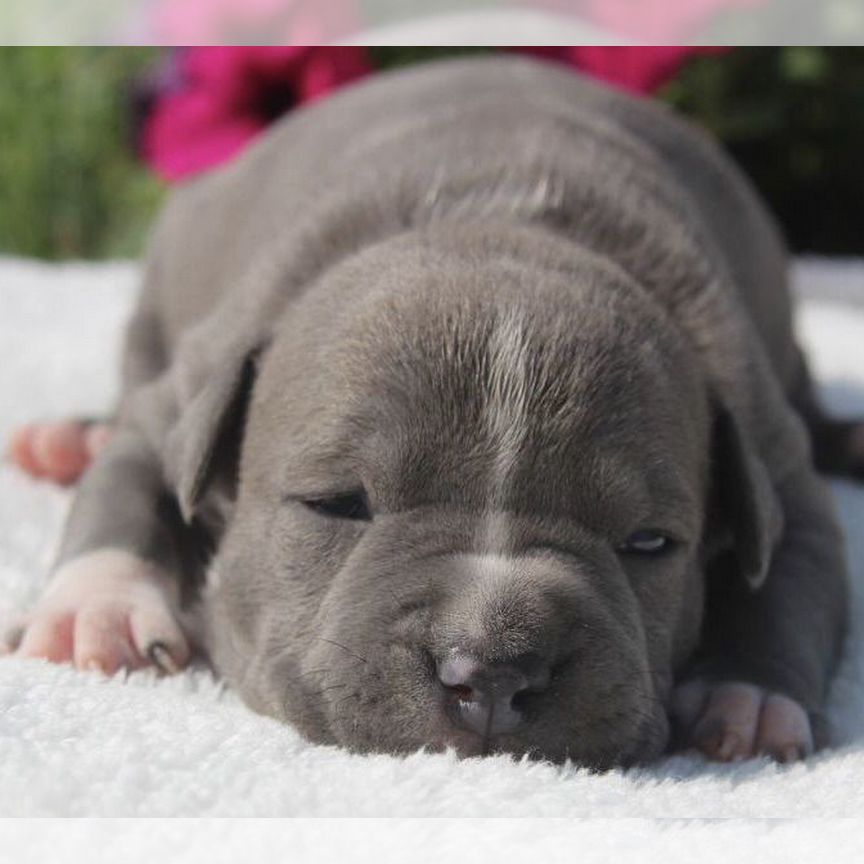 Амстафф щенки в тяжолом типе