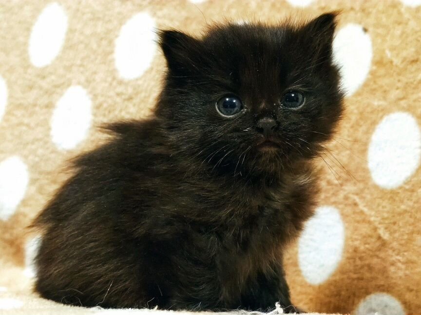 Котенок в добрые руки. Черный котенок