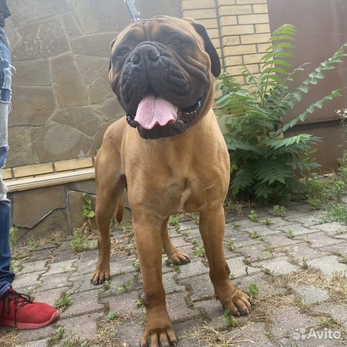 Бульмастиф вязка