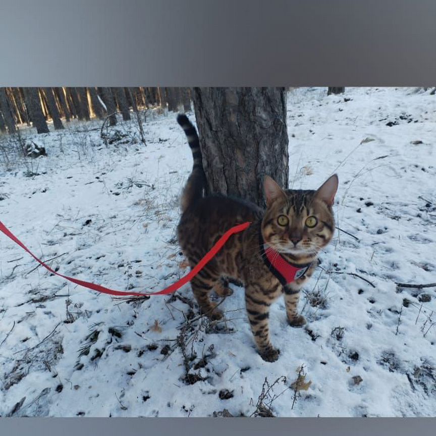 Бенгалиський кот