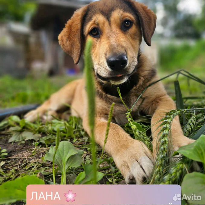 Три милых толстушки в поисках семьи