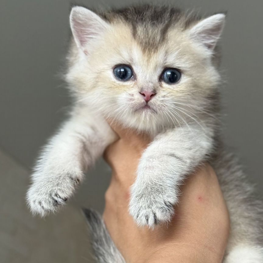 Британский короткошёрстный котёнок