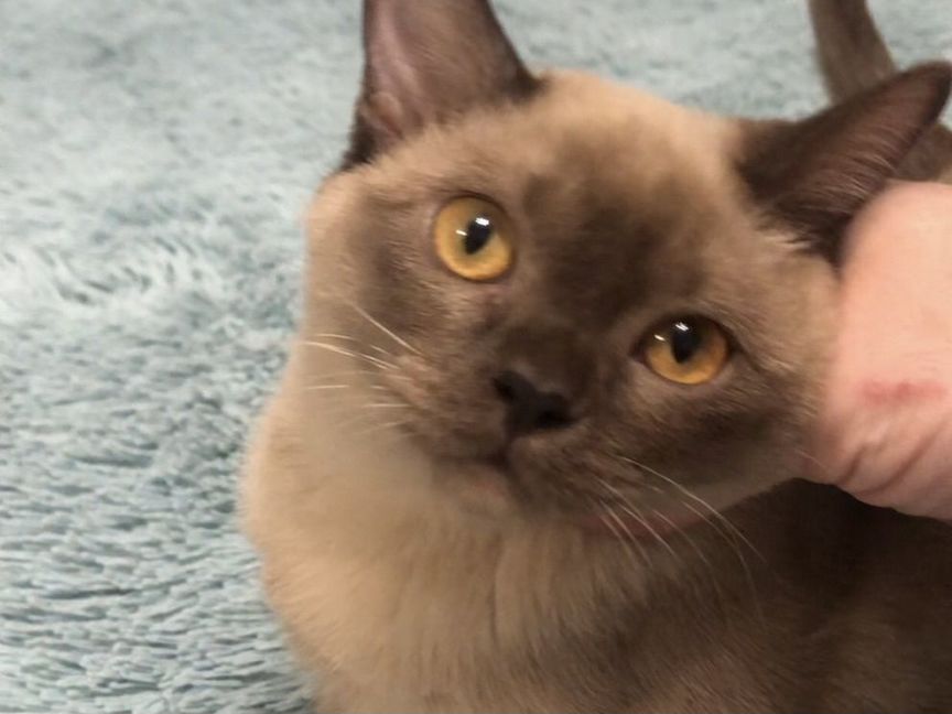 Бурманская шоколадка