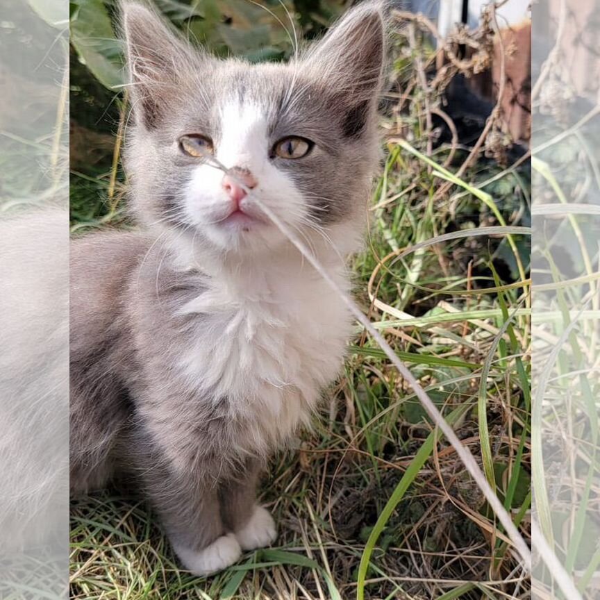 Котенок пепельный