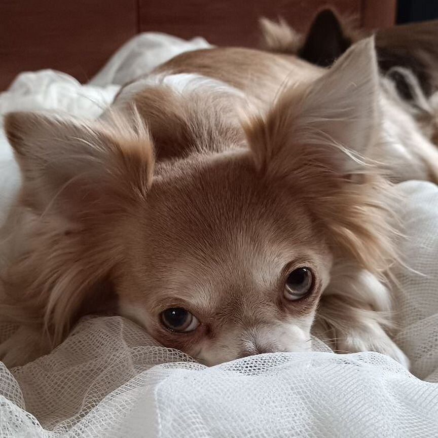 Чихуахуа, взрослый пёс