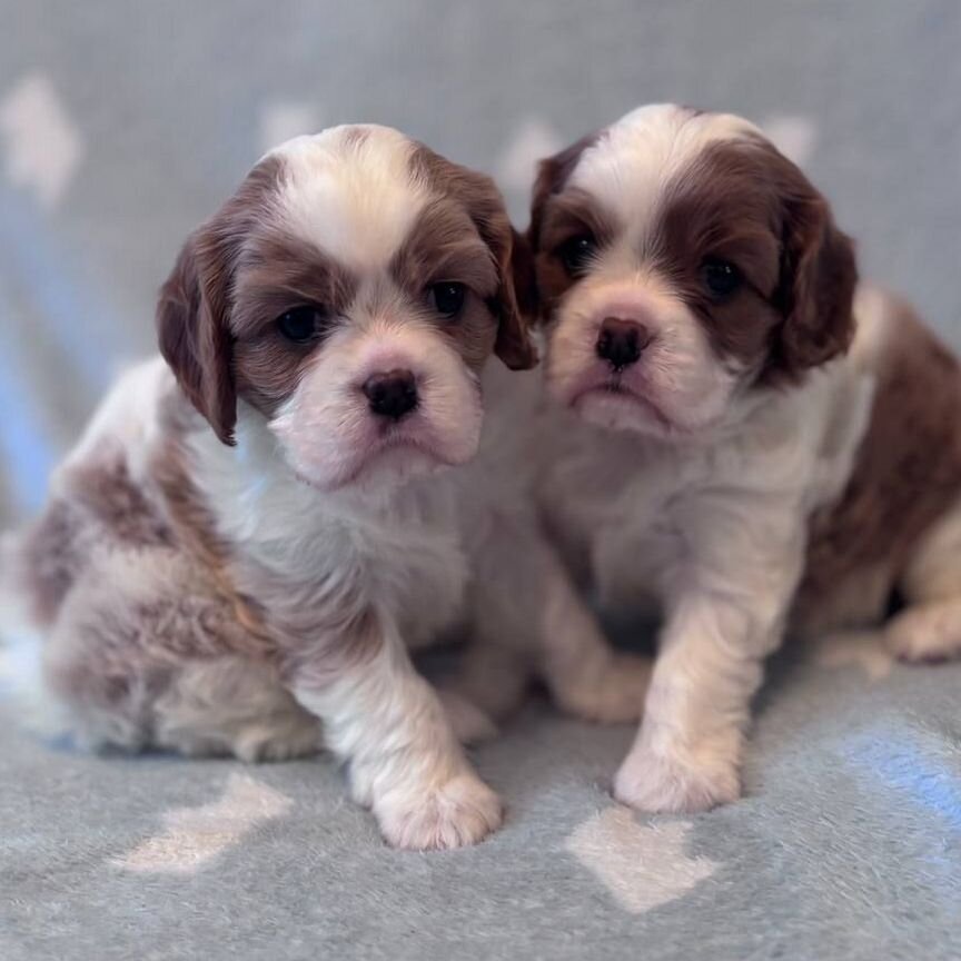 Кавалер кинг-чарльз-спаниель, щенок