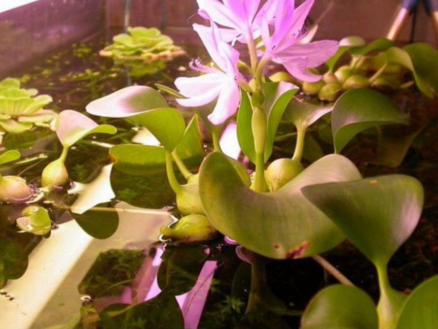 Эйхорния водный гиацинт