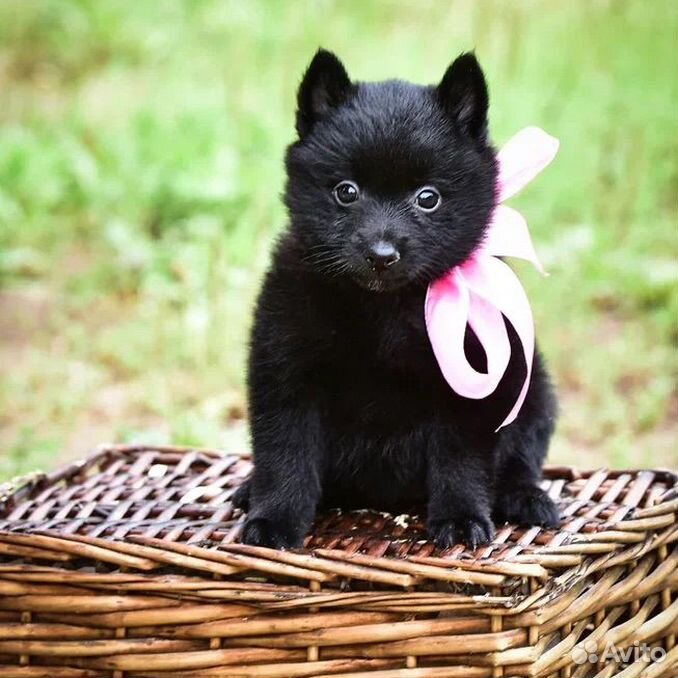 Щенки шипперке, девочка 2м