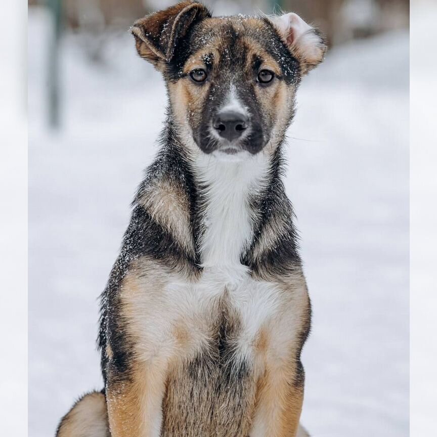 Щенок в добрые руки