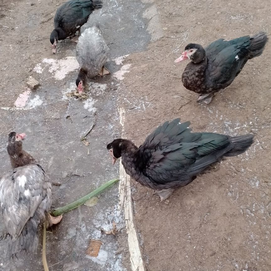 Мускусные утки