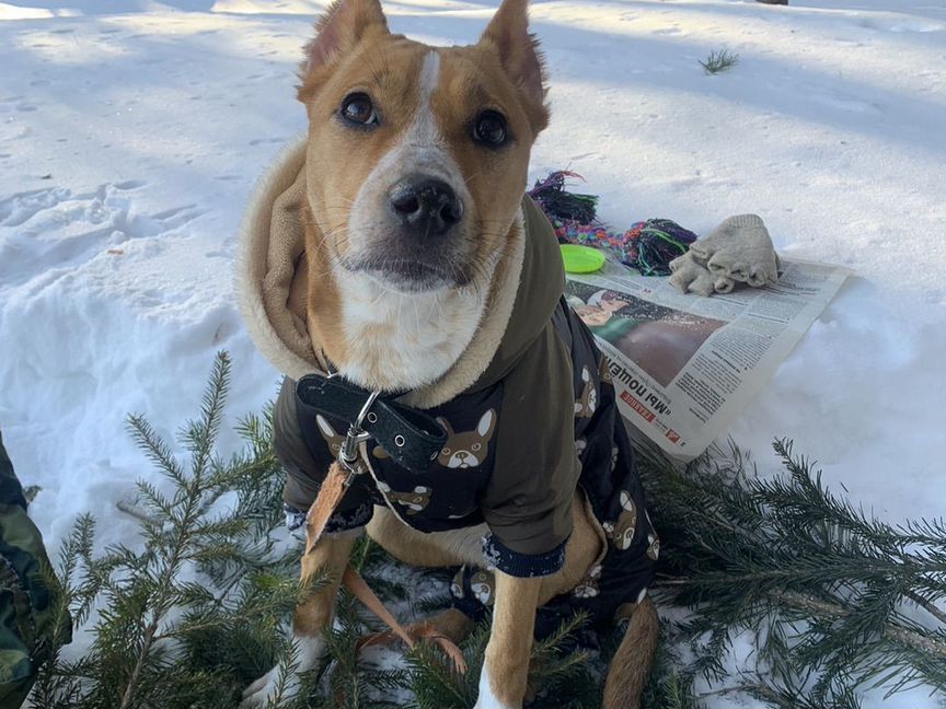 Верная девочка ищет семью