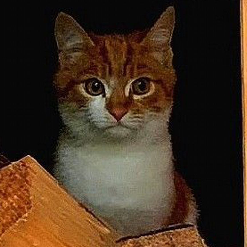 Котик выживает на пустых дачах