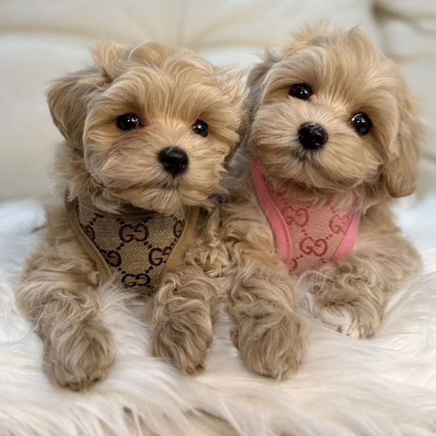 Шикарнве малыши Мальтипу