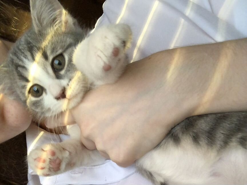 Котенок бесплатно. Мальчик, здоровый и игривый