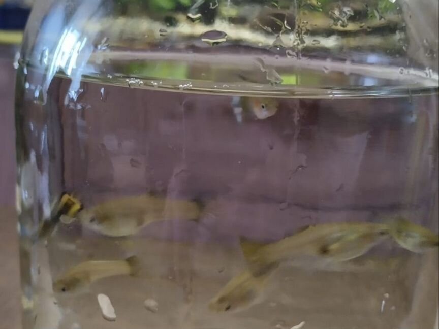 Аквариумные рыбки (гуппи, сомы)