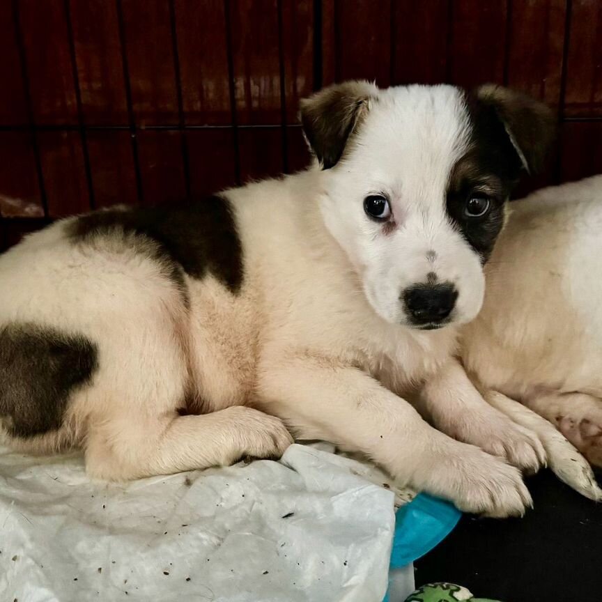 Щенок девочка в добрые руки