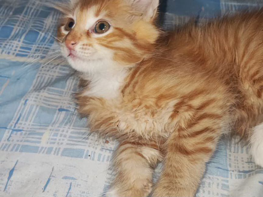 Котенок в добрые