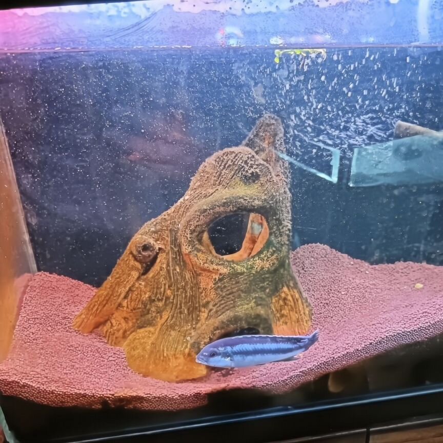 Меланохромис ауратус самец