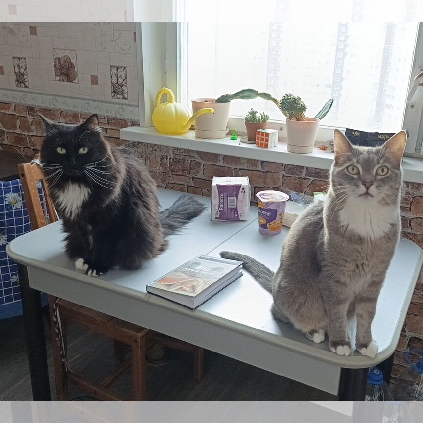 Взрослый кот в добрые руки