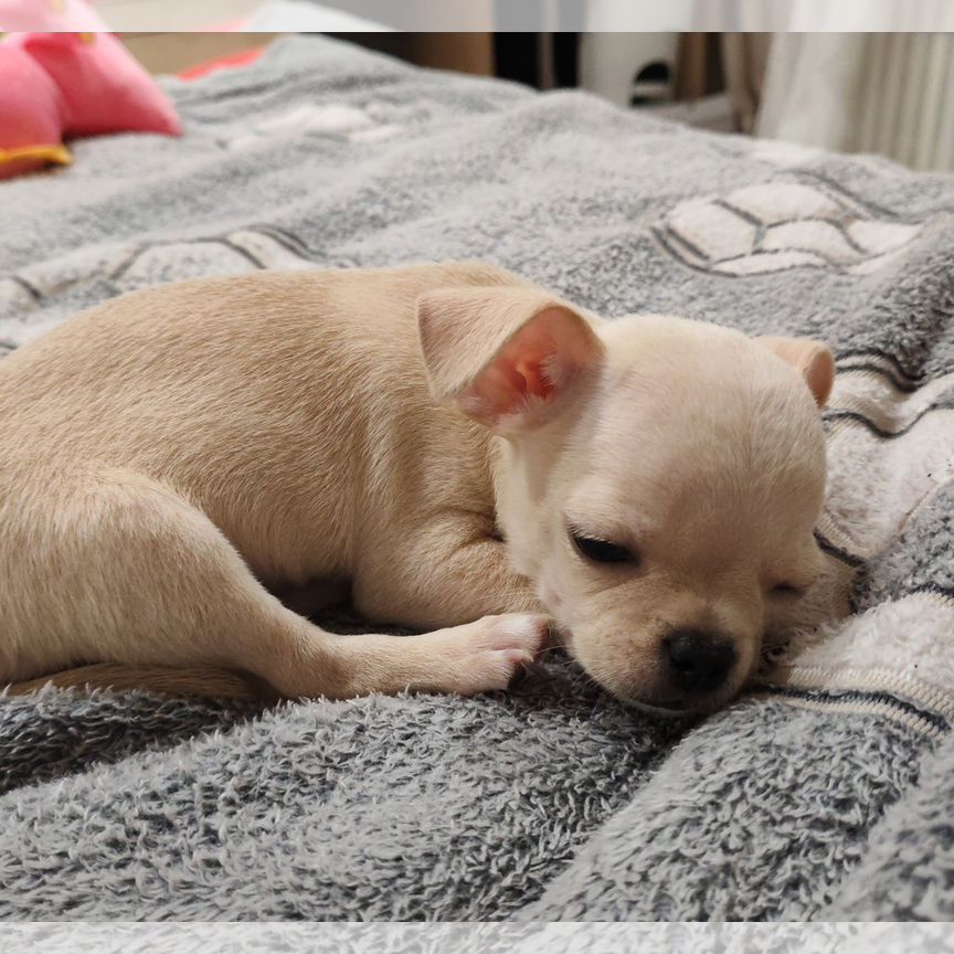 Чихуахуа, щенок