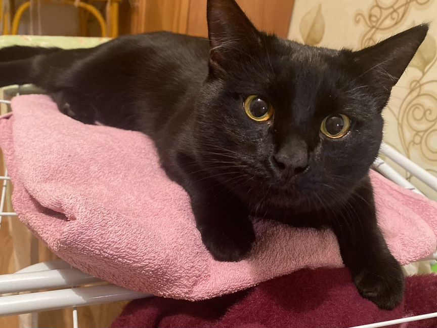 Отдам кота в добрые руки