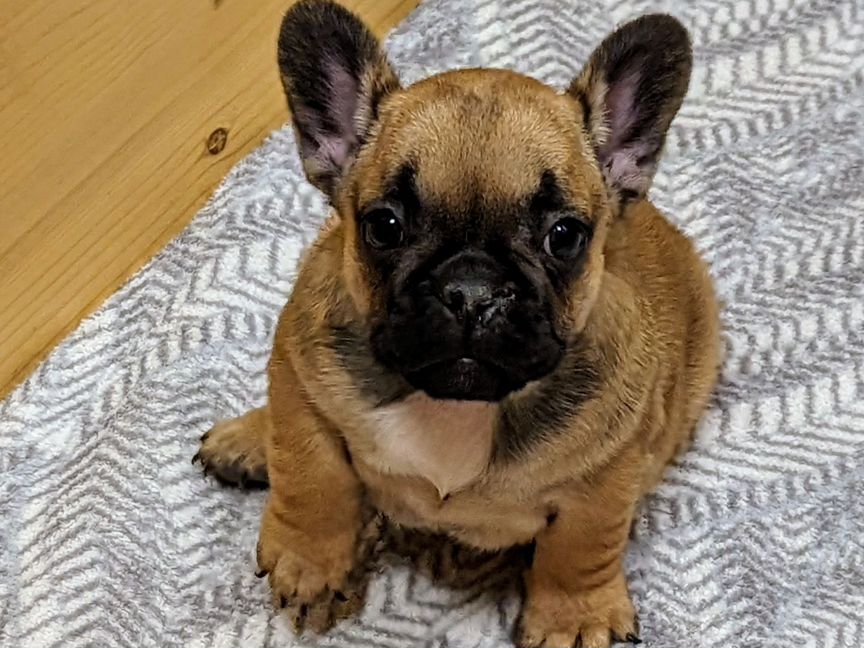 Французский бульдог щенок 2 месяца девочка