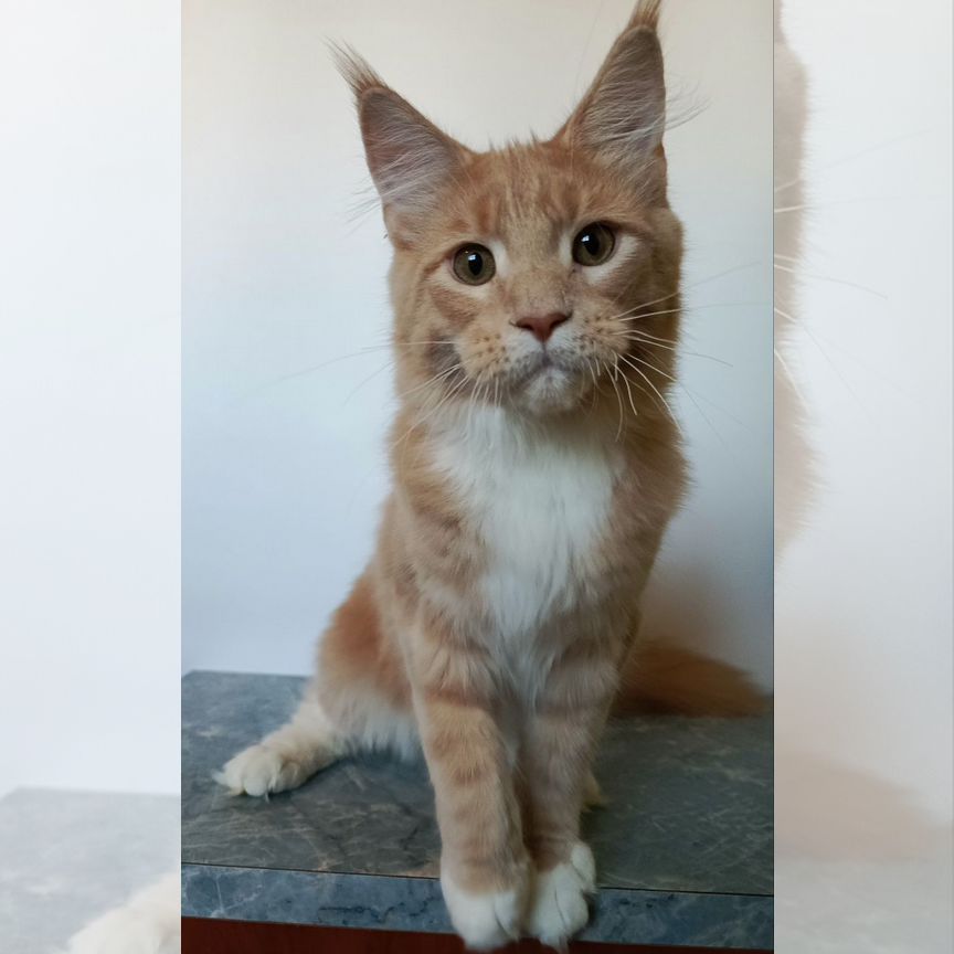 Гефест мейн-кун