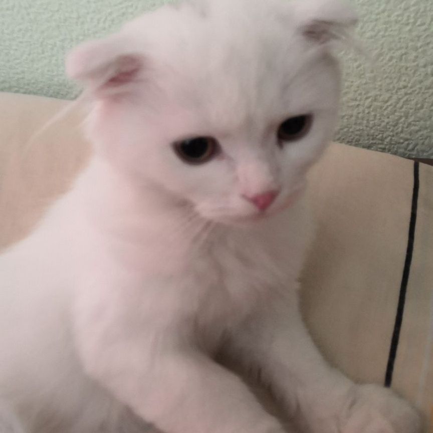 Шотландские вислоухие котята