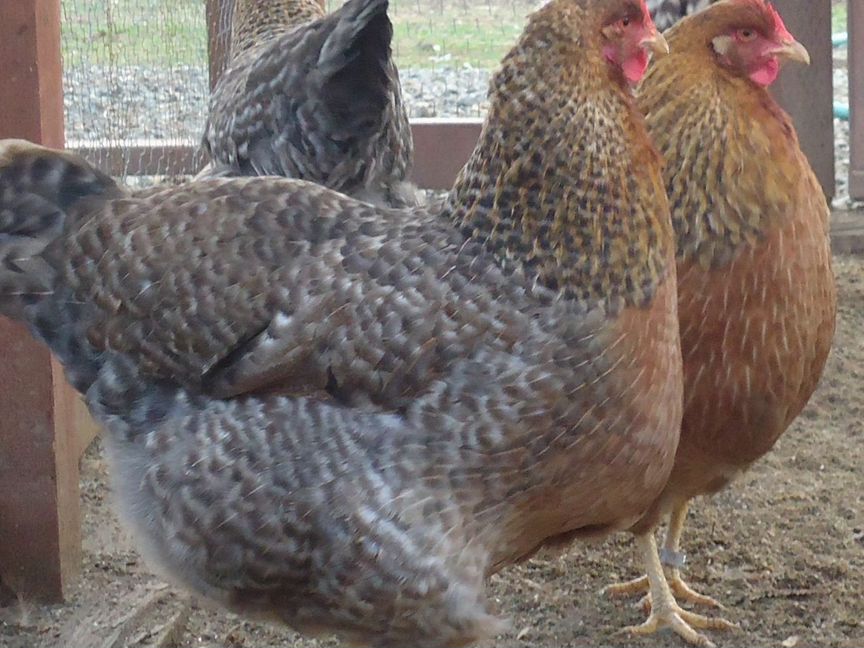 Куры несушки