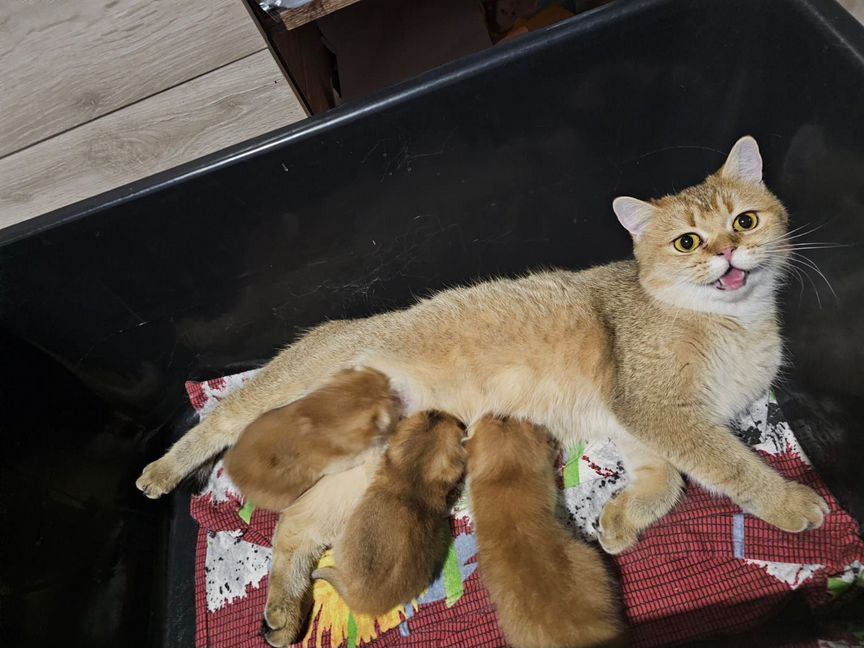 Котята