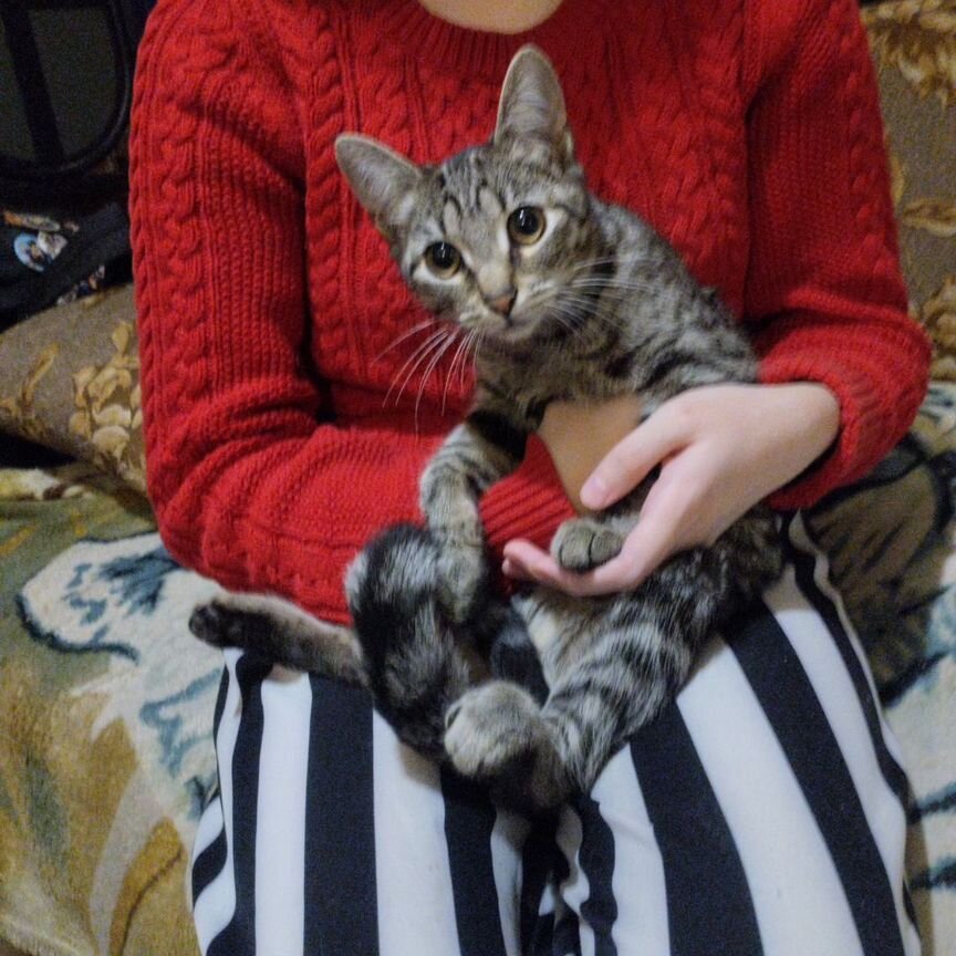 Ручная малышка ищет Дом