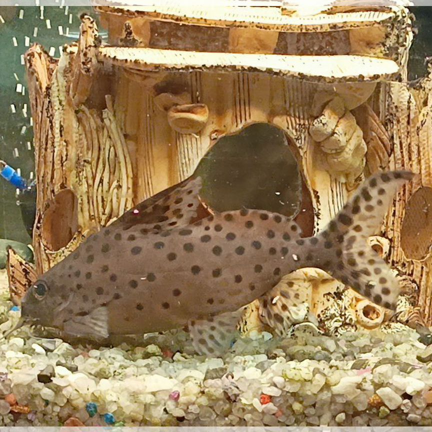 Сом перевертыш