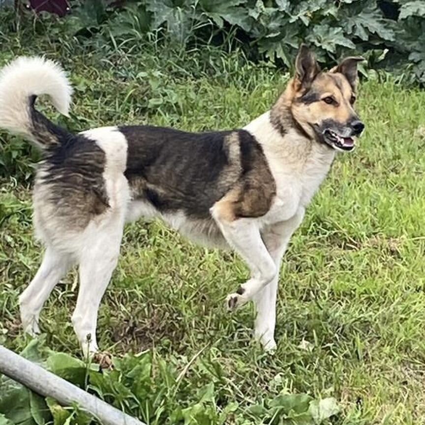 Лайка, взрослый пёс