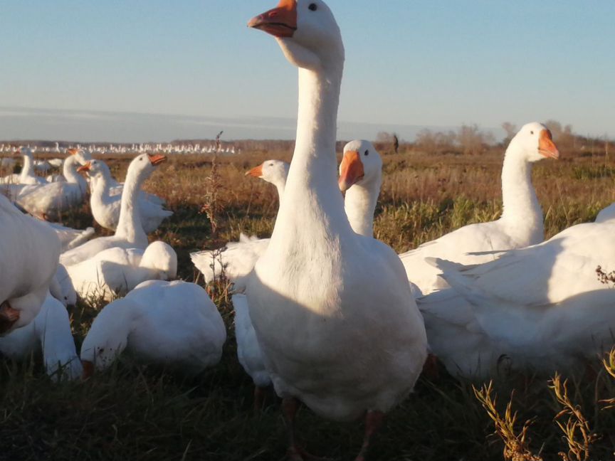 Гуси