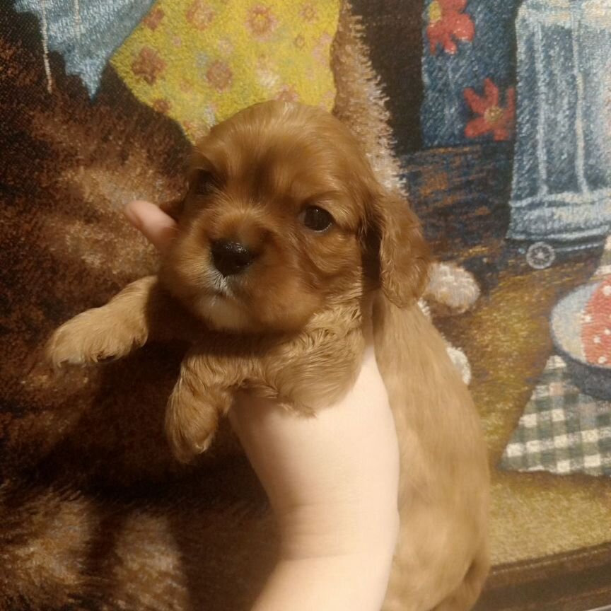 Кавалер кинг-чарльз-спаниель, щенок