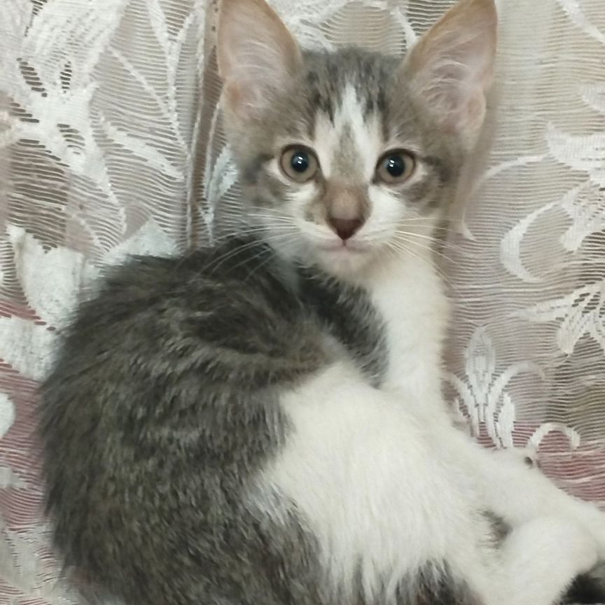 Котёнок 4 мес. возраст котик очень очень ласковый