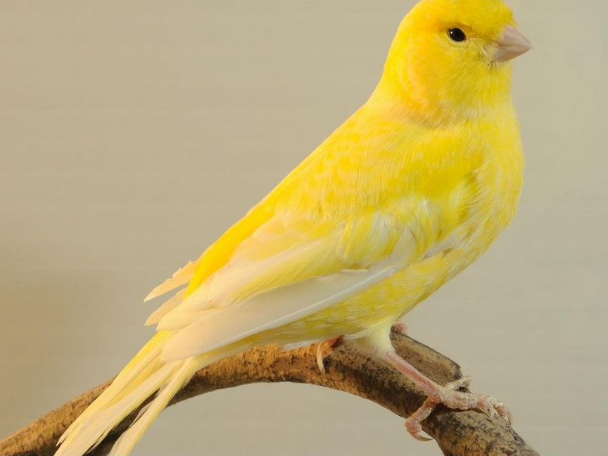 Канарейка желтая