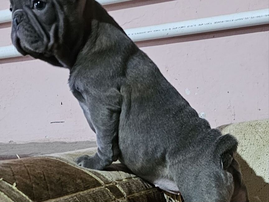 Девочка генная на изабеллу