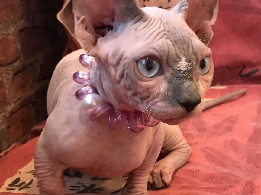 Котёнок мальчик бамбино крутой морщинистый крепыш