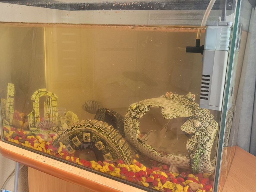 Аквариумные рыбки, сомики, аквариум