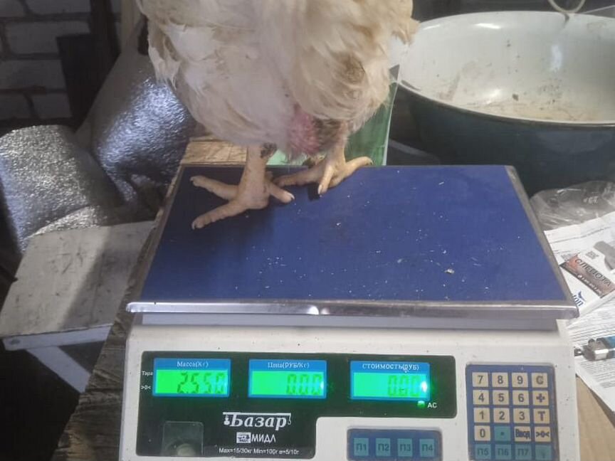 Курица бройлерная