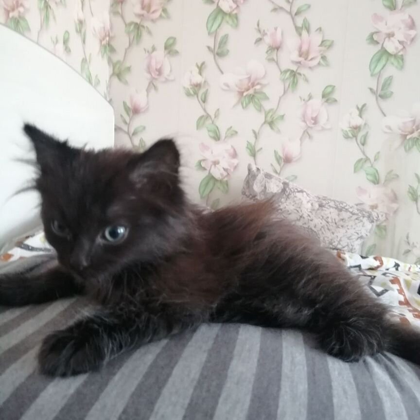 Отдам бесплатно