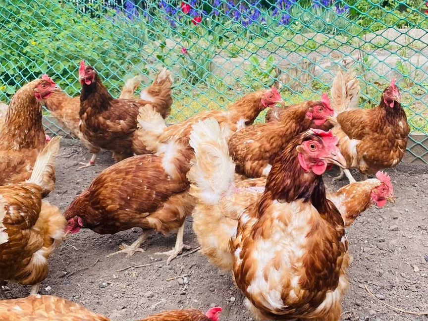 Куры несушки Ломан браун