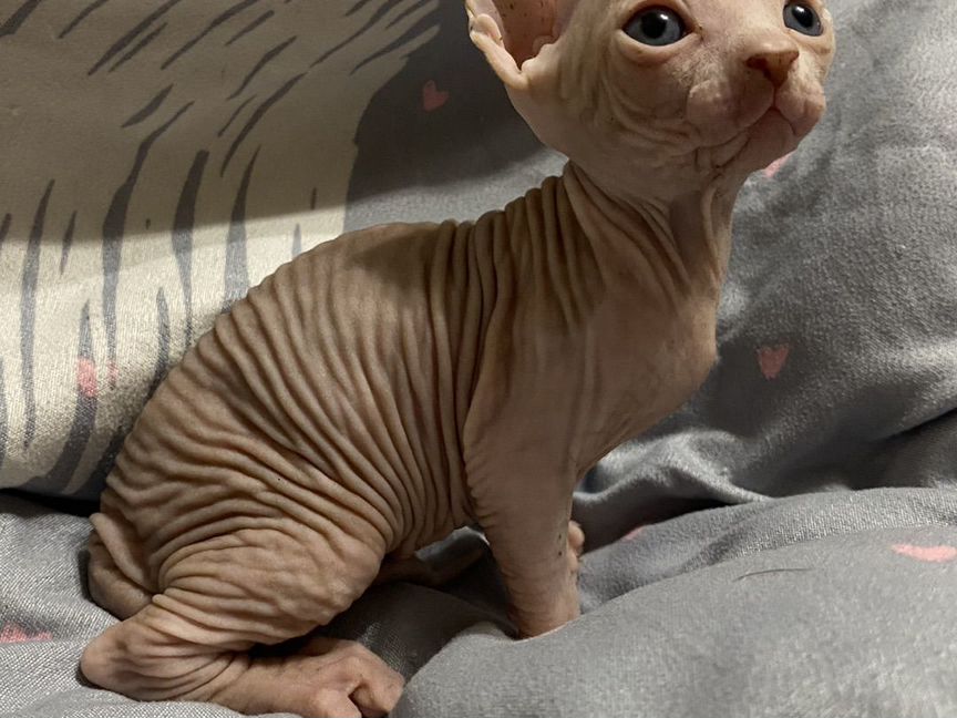 Нежный мальчишка канадского сфинкса